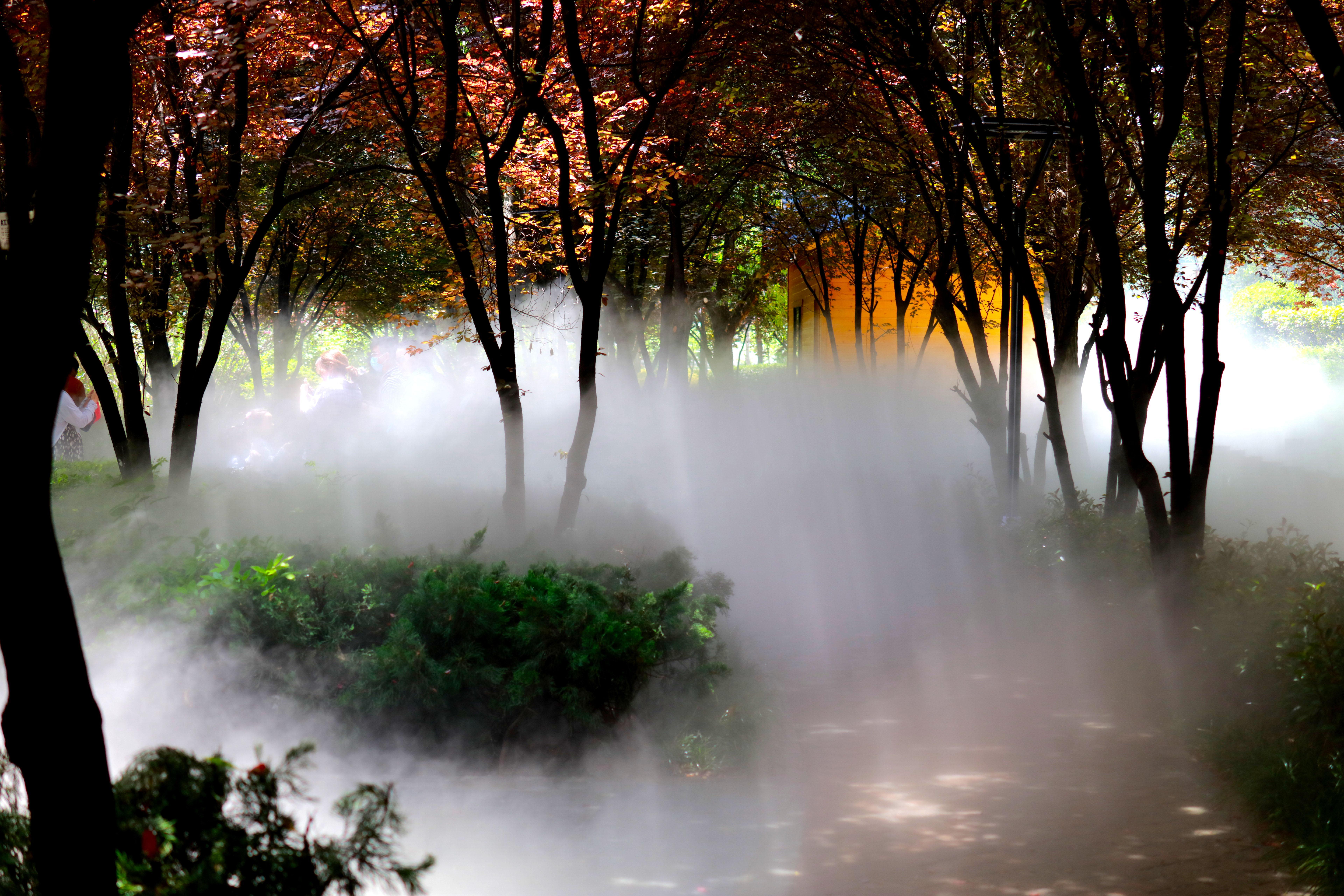 Bosque De árboles De Niebla