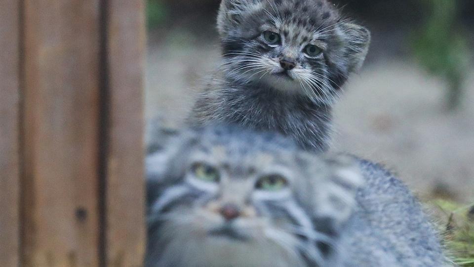 Adorables gatitos de Pallas se presentan al mundo - CGTN en Español