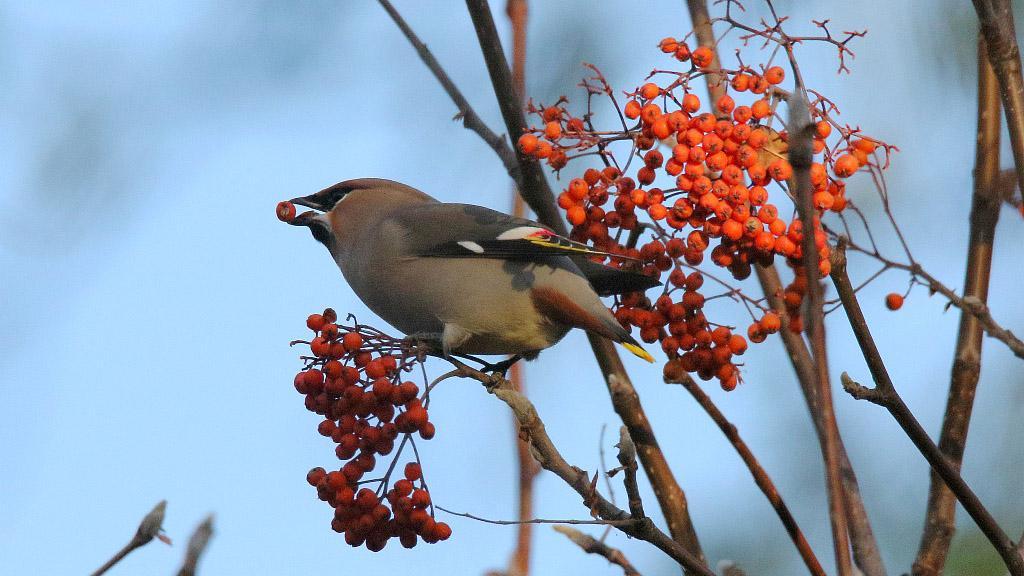 Ampelis europeos disfrutan de las frutas del azarollo en el noreste de ...