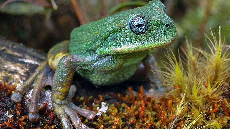 Descubren nueva especie de rana en la selva amazónica peruana - CGTN en ...