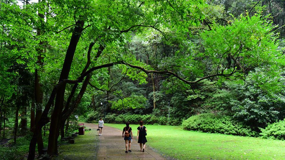 El parque Hupao en Hangzhou se convierte en un buen lugar para que los ...