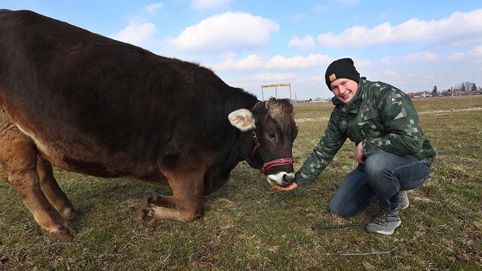 Una vaca interactúa con su entrenador - CGTN en Español