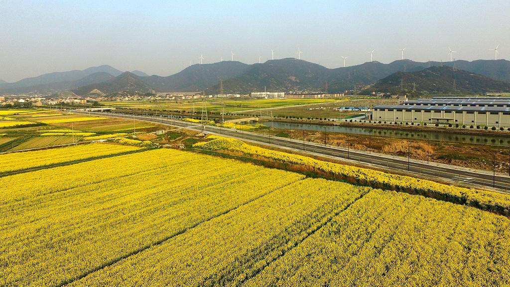 China obtiene una abundante cosecha de verano de colza - CGTN en Español