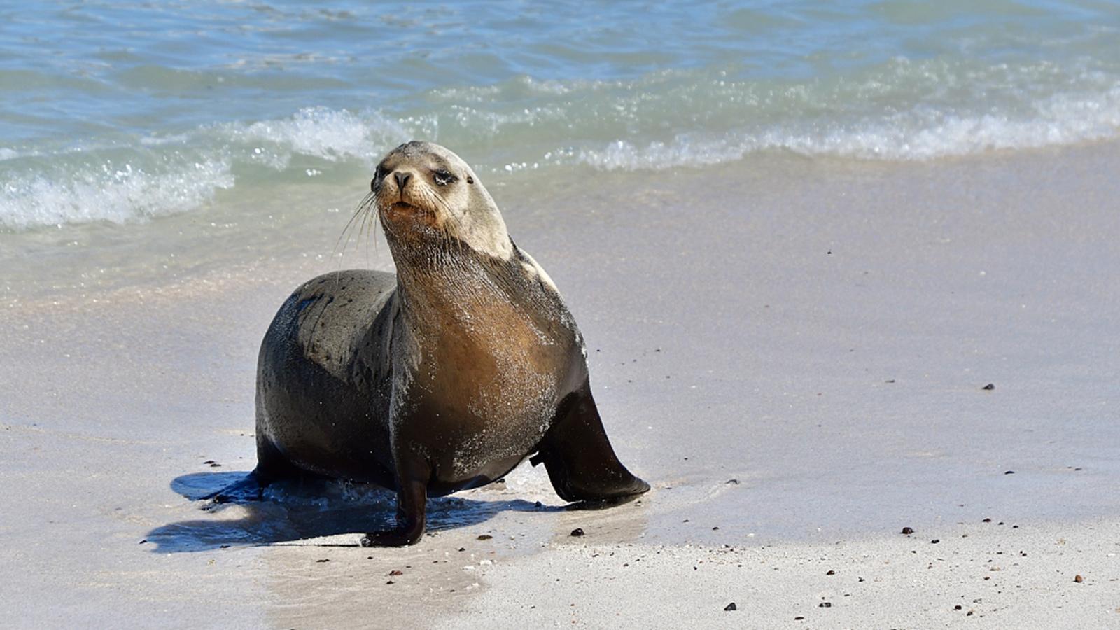 Regresan al mar a lobo marino rescatado en Argentina - CGTN en Español