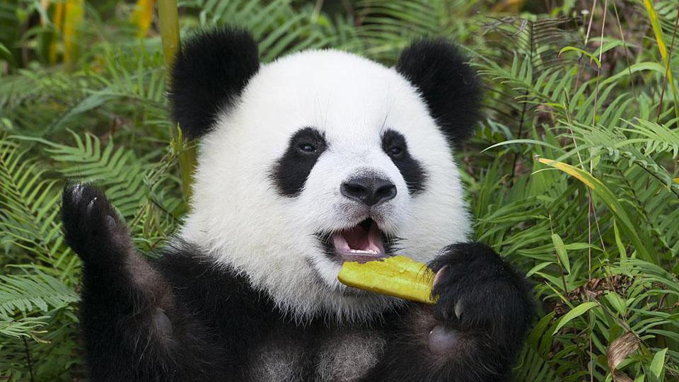 Cámara infrarroja capta imágenes de panda gigante salvaje en Sichuan ...