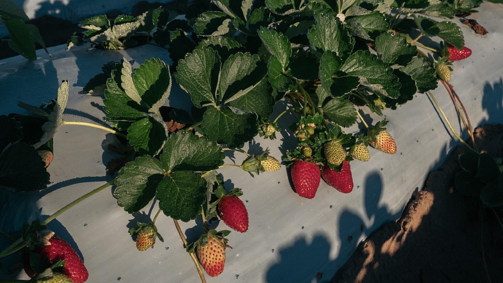 El valor de exportación de fresas mexicanas rompe récord en 2021 - CGTN ...