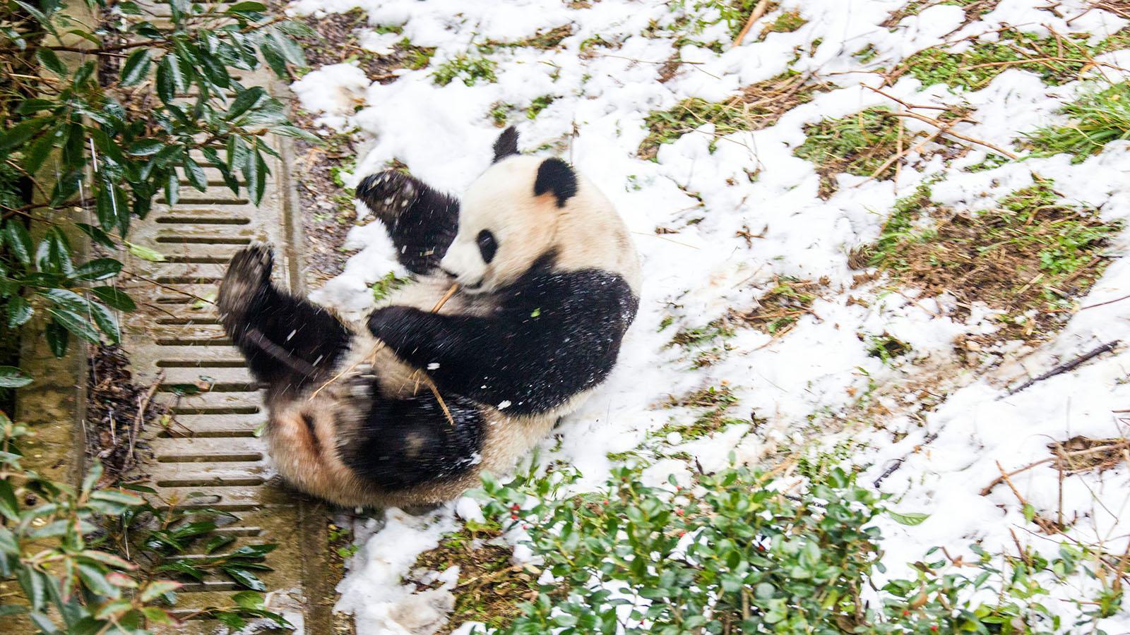 Panda gigante juega con nieve en un zoológico de Nanjing - CGTN en Español