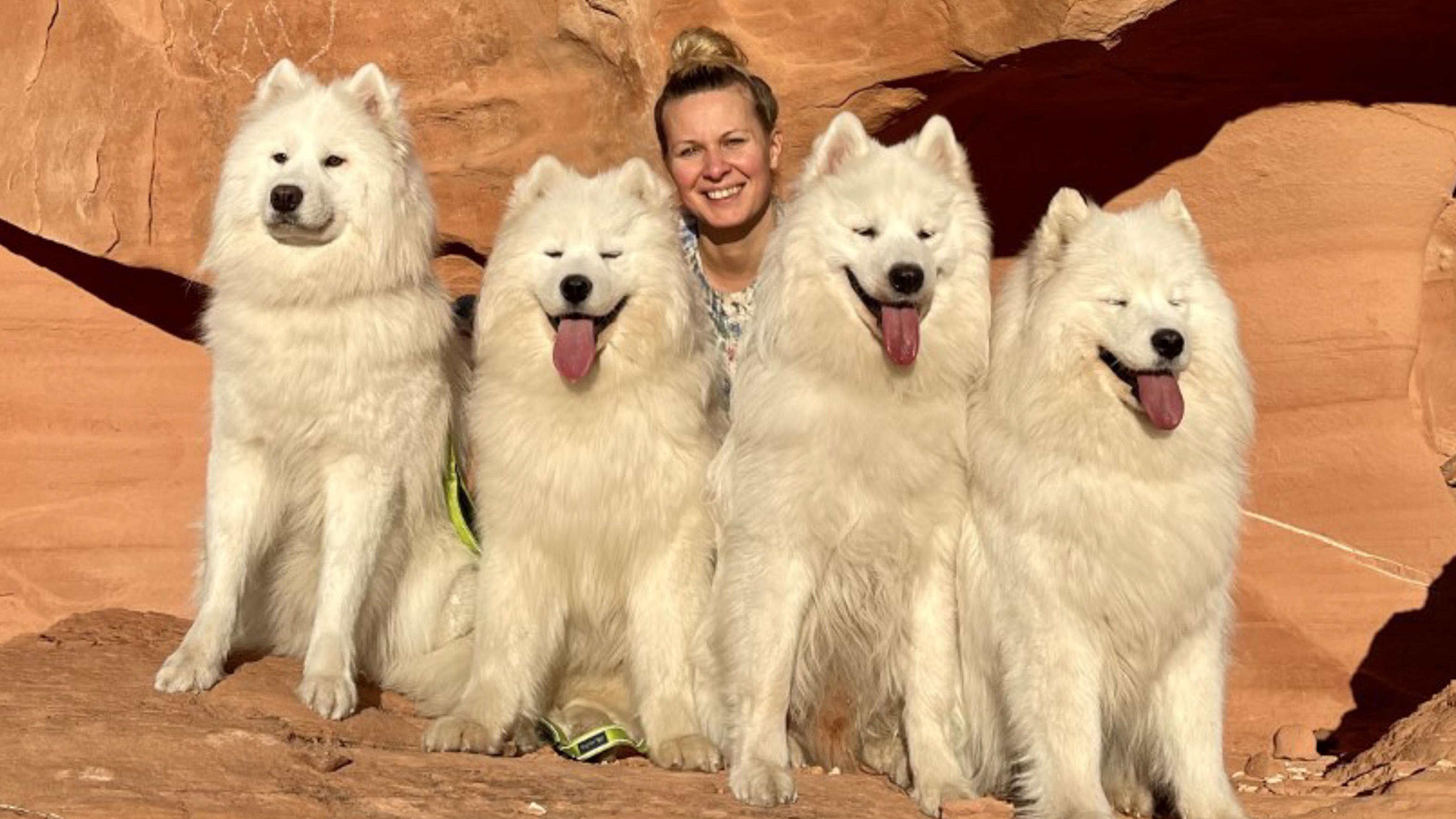 Cuatro samoyedos viajan por el mundo con su dueña - CGTN en Español