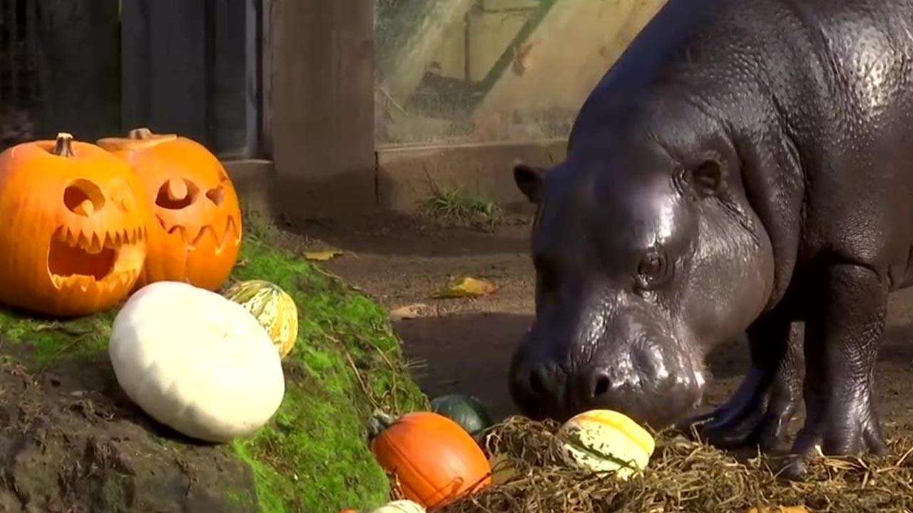 Calabaza de Halloween hecha para los animales del zoológico en Londres ...