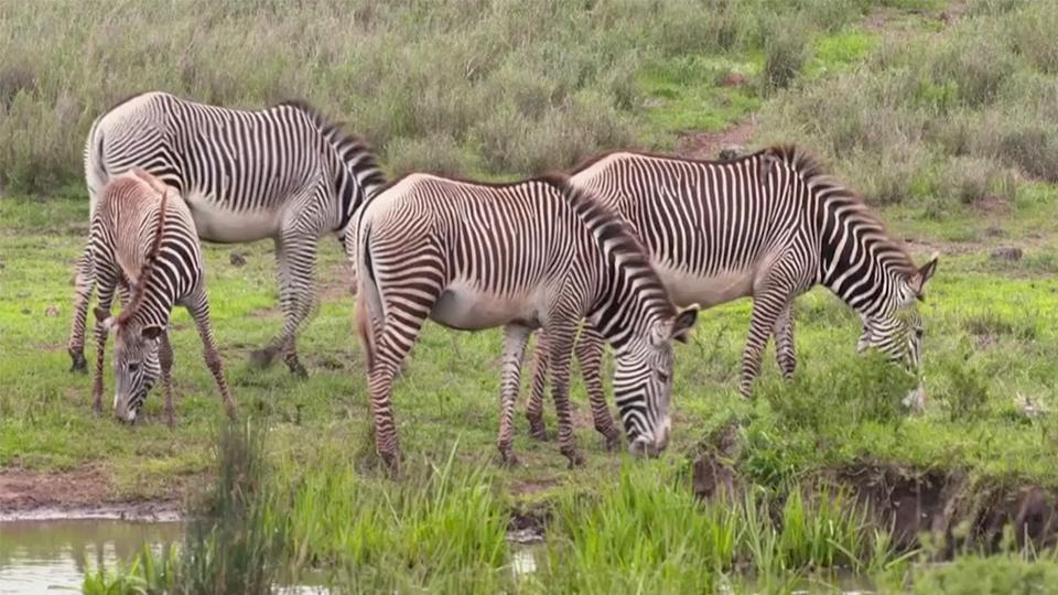 La cebra de Grevy amenazada por el cambio climático - CGTN en Español