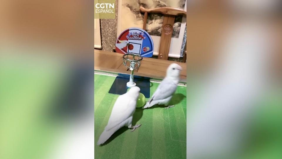 Loro inteligente sorprende con sus habilidades - CGTN en Español