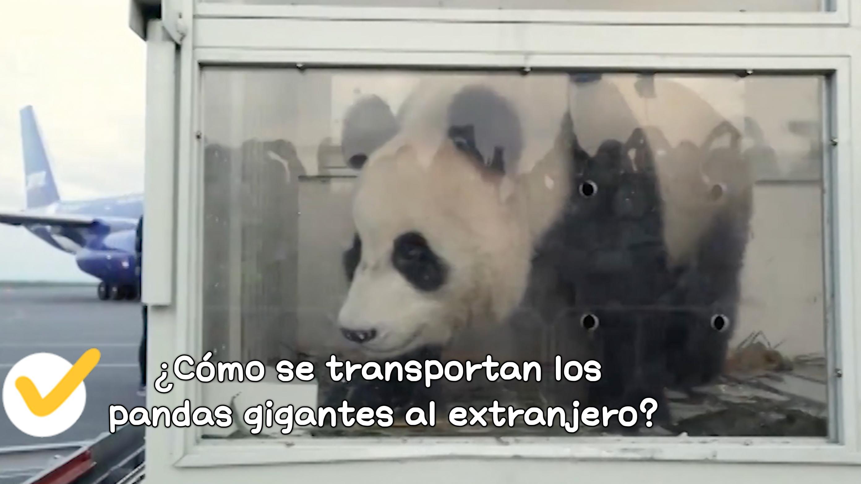 Cómo se transportan los pandas gigantes al extranjero: mi viaje “seguro ...
